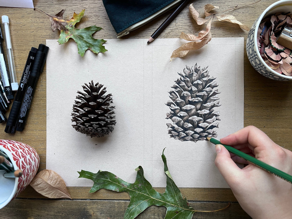 Watch How I Drew This Pinecone – Tiny Pine Art