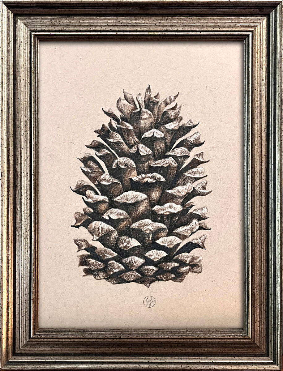 Pine Cone Drawing