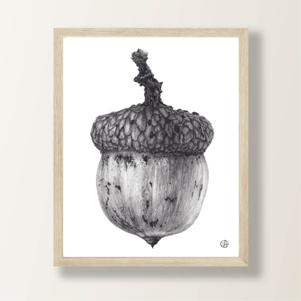 Acorn 3 Graphite Drawing | Art Print – Tiny Pine Art