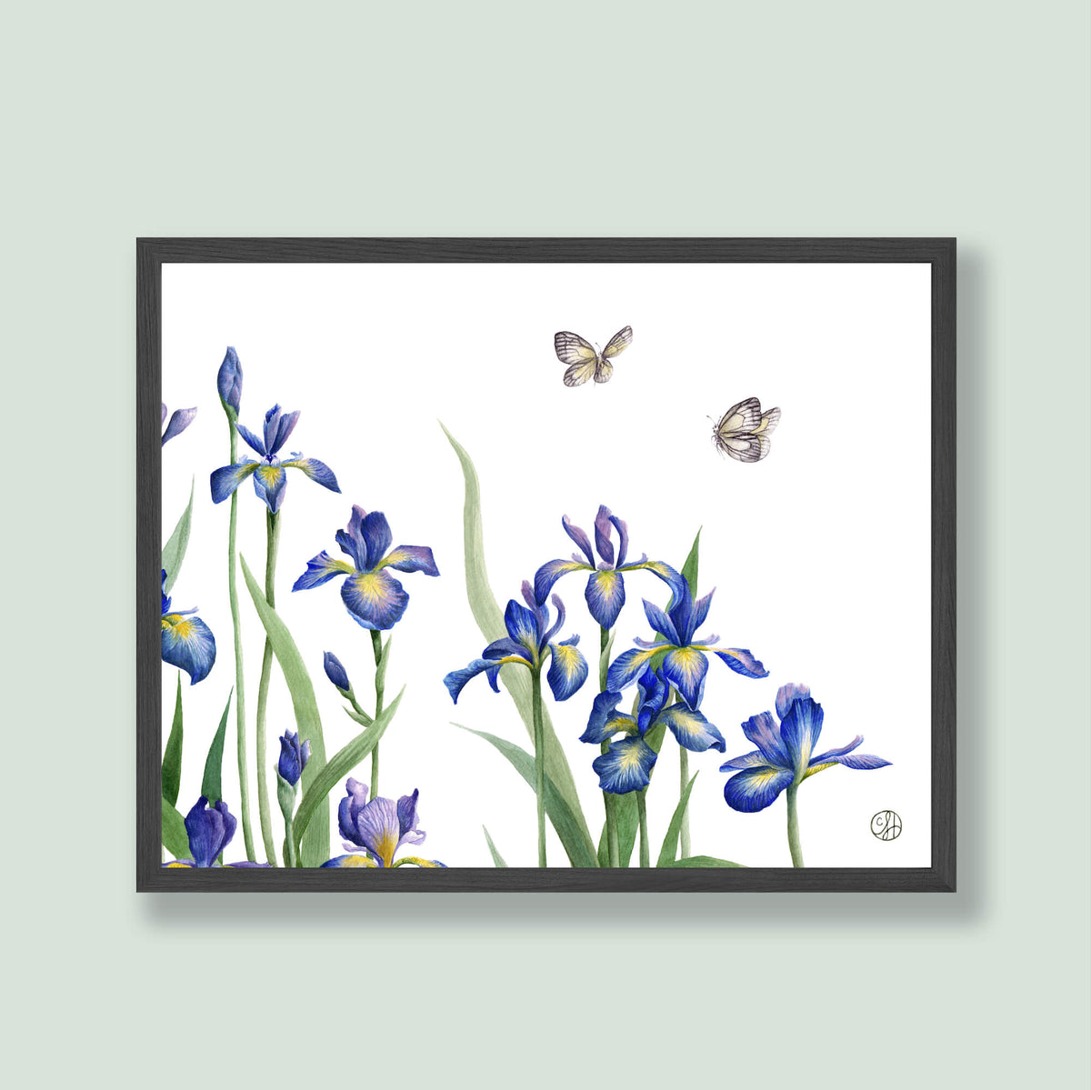 Large Iris & Butterfly Print - Horizontal – Tiny Pine Art