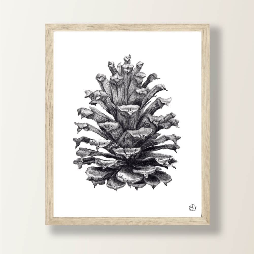 Pinecone 3 Graphite Drawing | Art Print – Tiny Pine Art