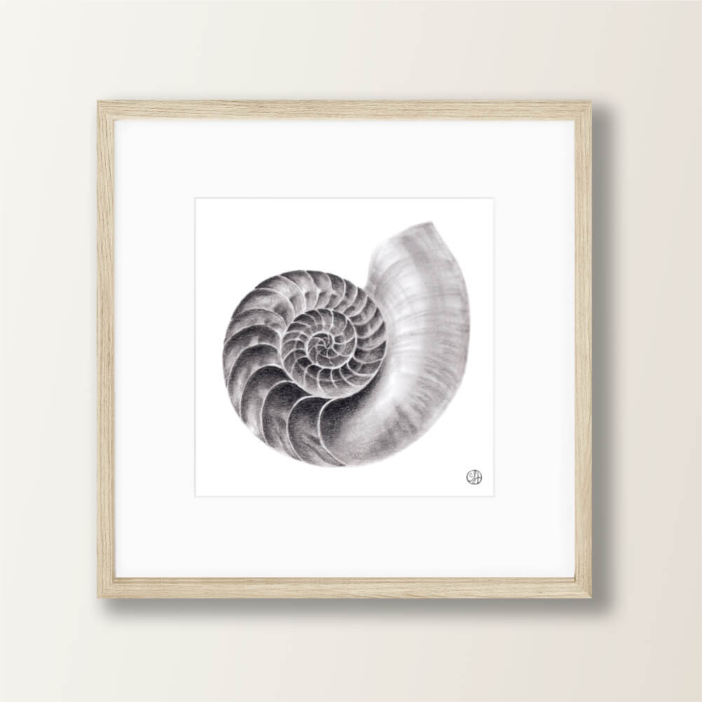 Nautilus Shell Graphic